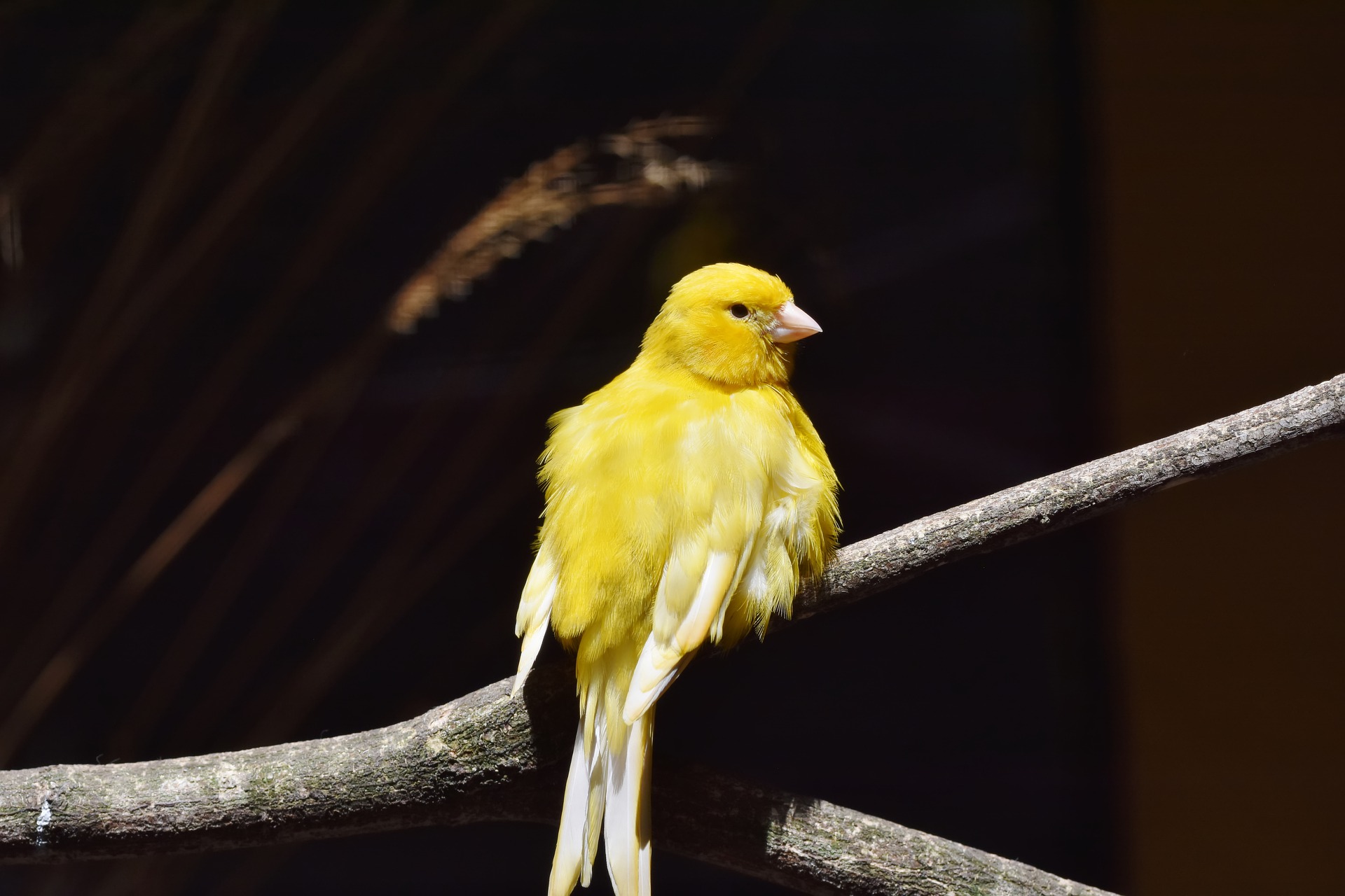 Canaries in the coal mine – A Voice for Men