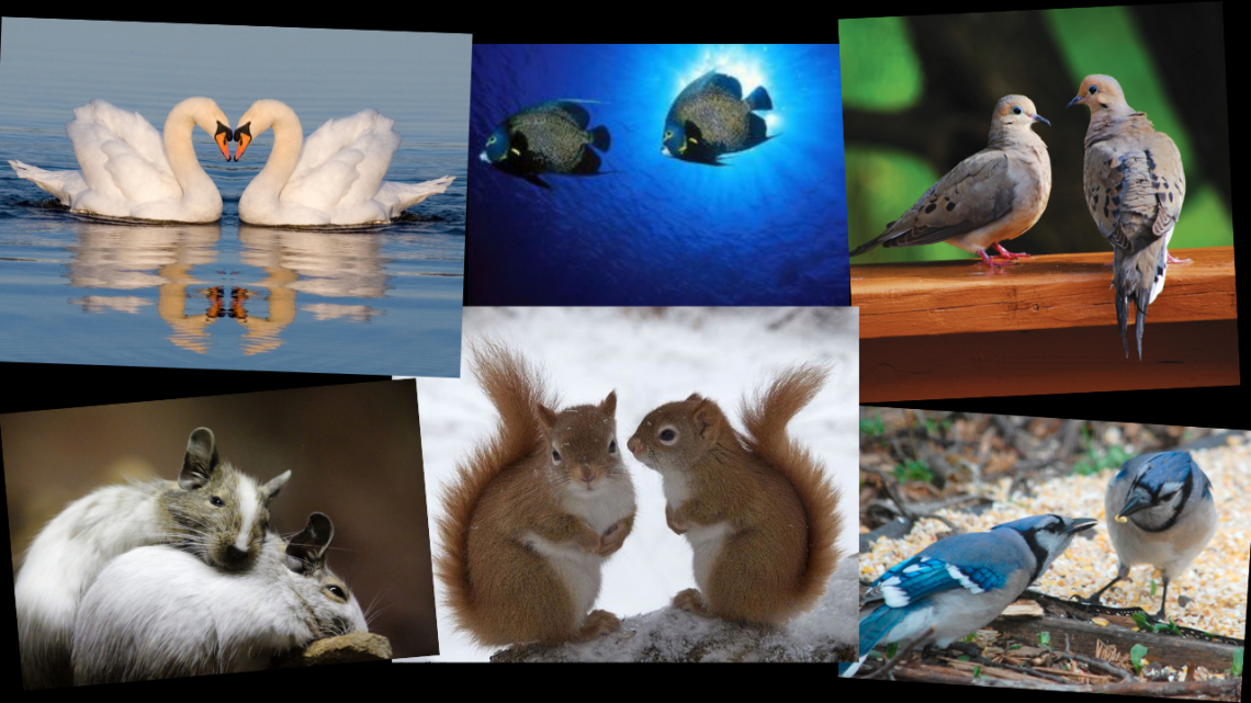 Sexual Dimorphism Vs. Monomorphism in Humans – A Voice for Men