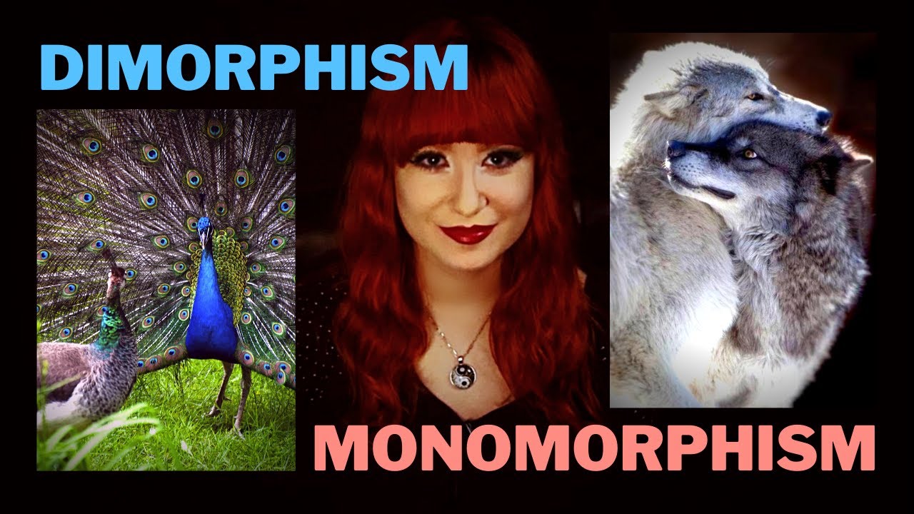 Greta Aurora: Sexual Dimorphism Vs. Monomorphism in Humans – A Voice ...
